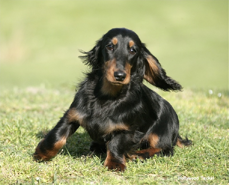Photo de teckels près de Deauville et Honfleur en Normandie - Hollywood ...